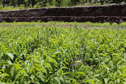 Rural Communities Growing Trees in the High Atlas Mountains — High ...
