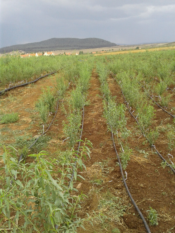 The Free Trade Agreement Affirms Environmental Protection — High Atlas ...