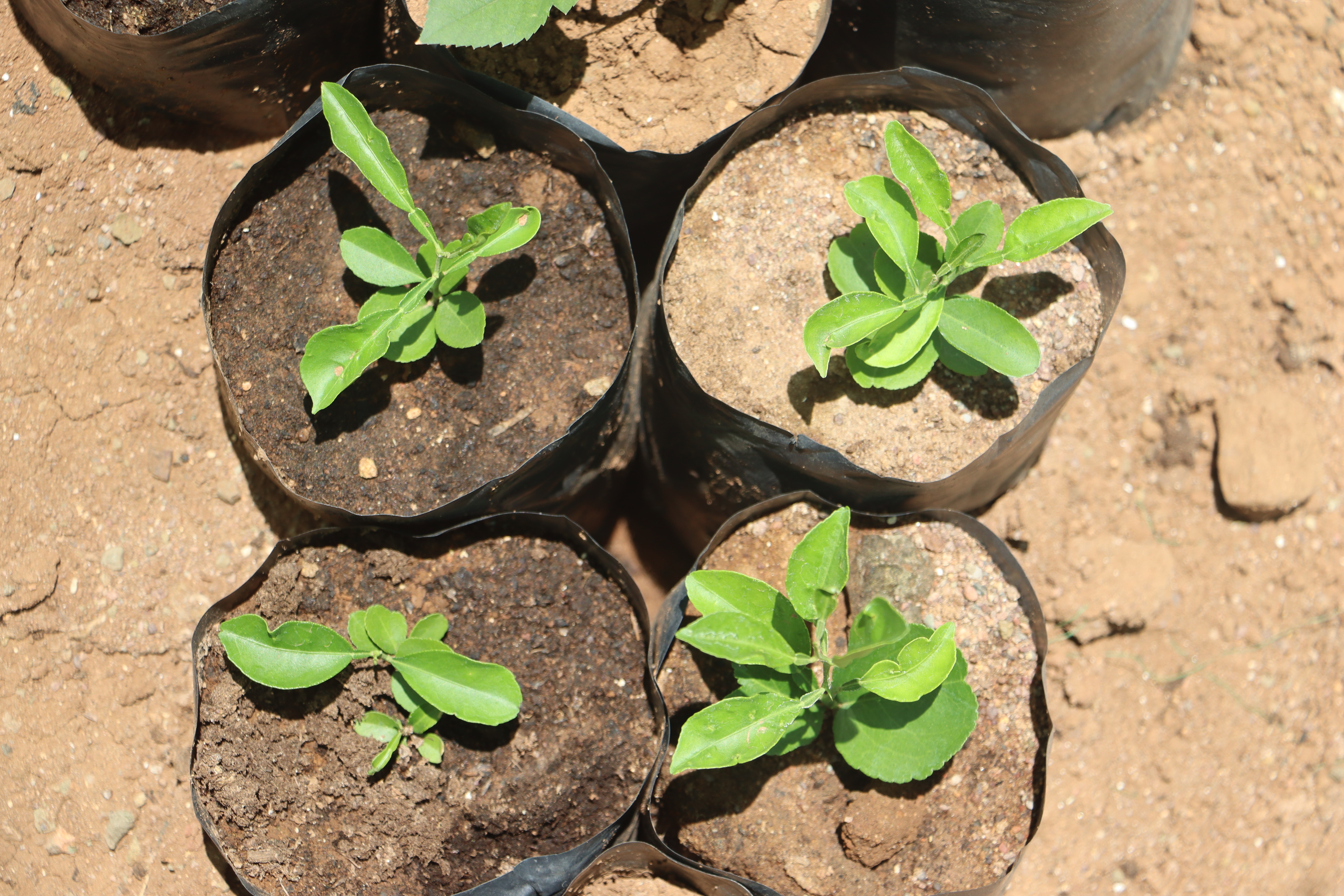 Meaning Behind Numbers: A Tally of a Moroccan Planting Season — High ...