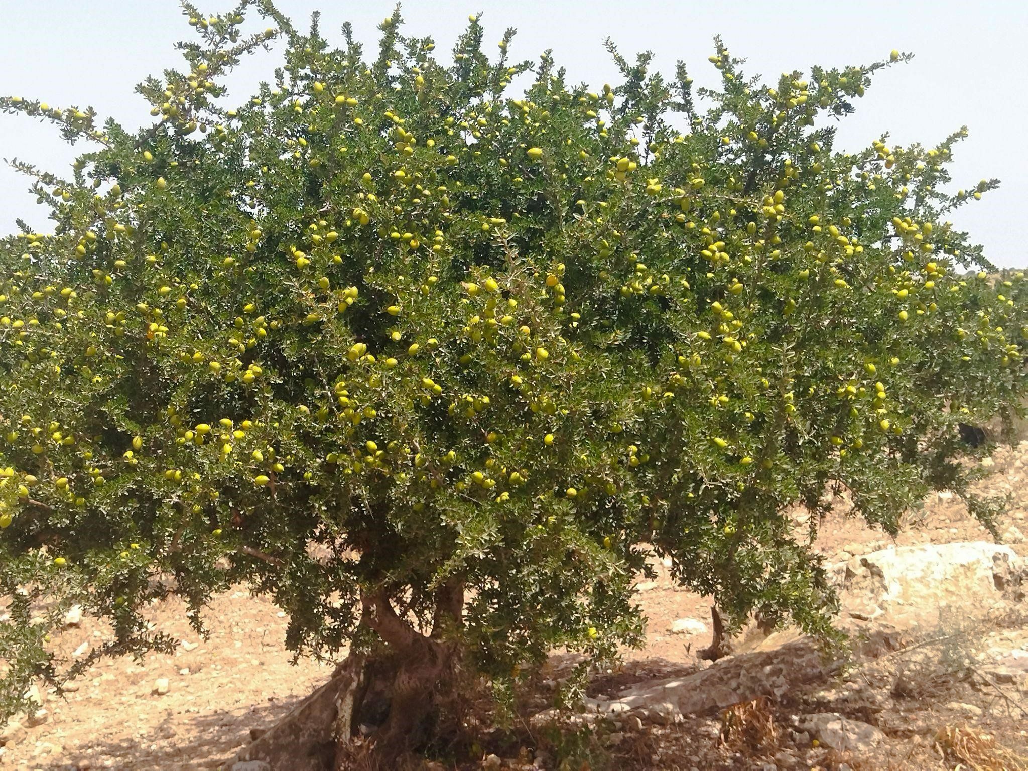Planting Argan Trees in Morocco — High Atlas Foundation