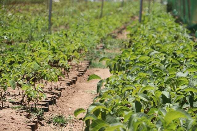 1 MILLION DOWN, THE 1 BILLION TREE CAMPAIGN BEGINS! — High Atlas Foundation