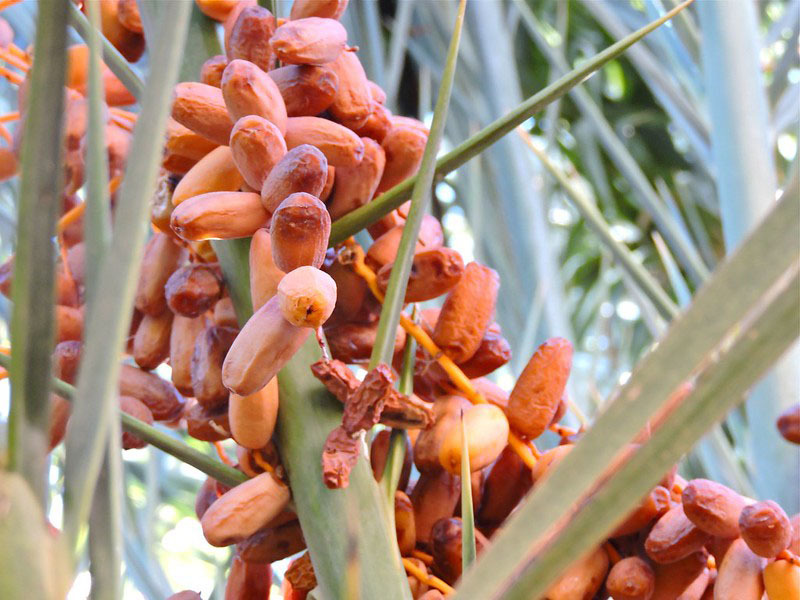 Young Aziza Date Survivability — High Atlas Foundation