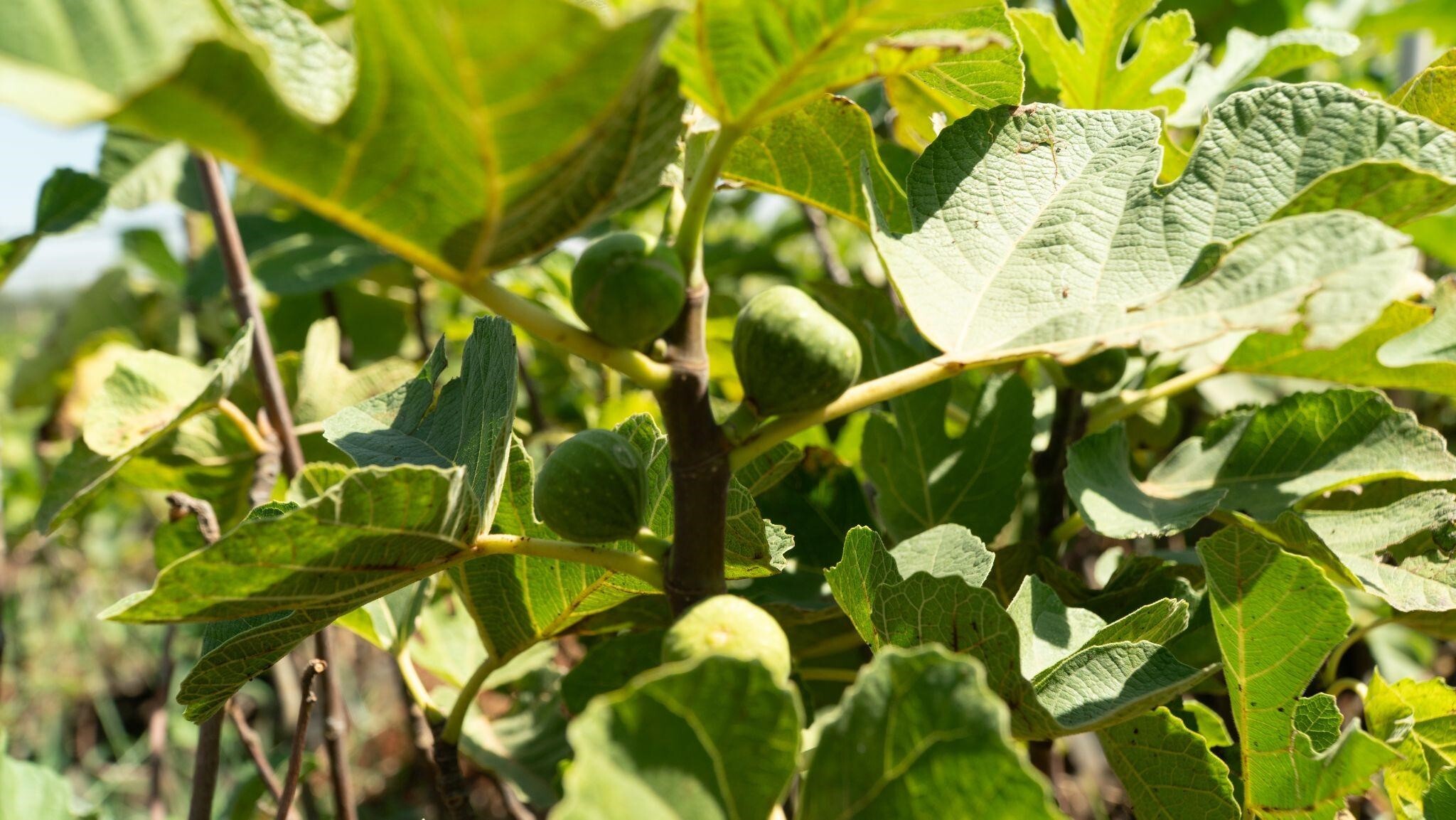 The Power of Trees: A Success Story — High Atlas Foundation