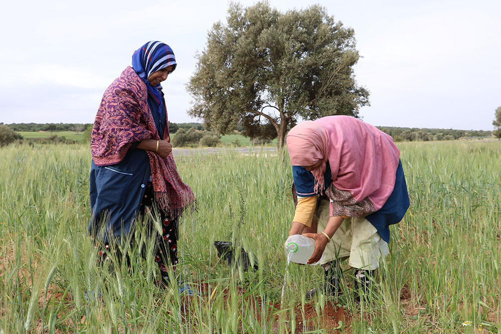 HAF to Plant Trees in Morocco on Martin Luther King Day — High Atlas ...