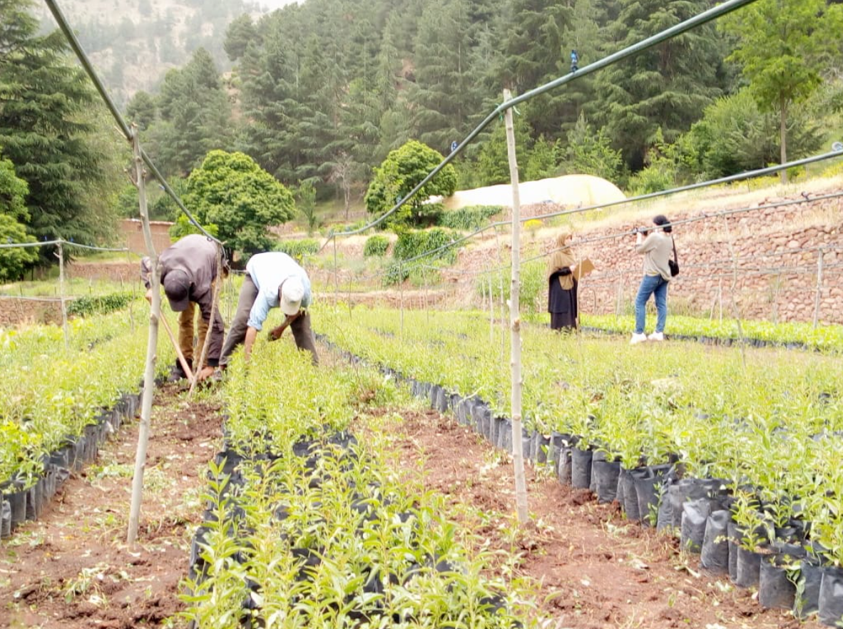 Uniting Pathways for Landscape Restoration — High Atlas Foundation