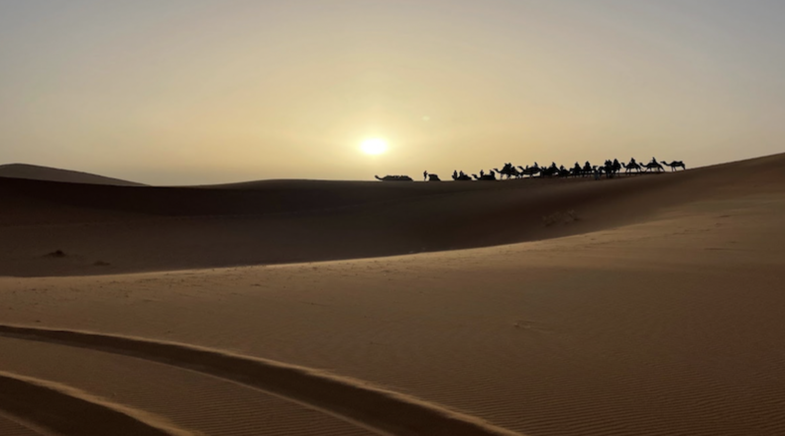 Drawing The Line As A Tourist: Are Our Actions Promoting Animal ...