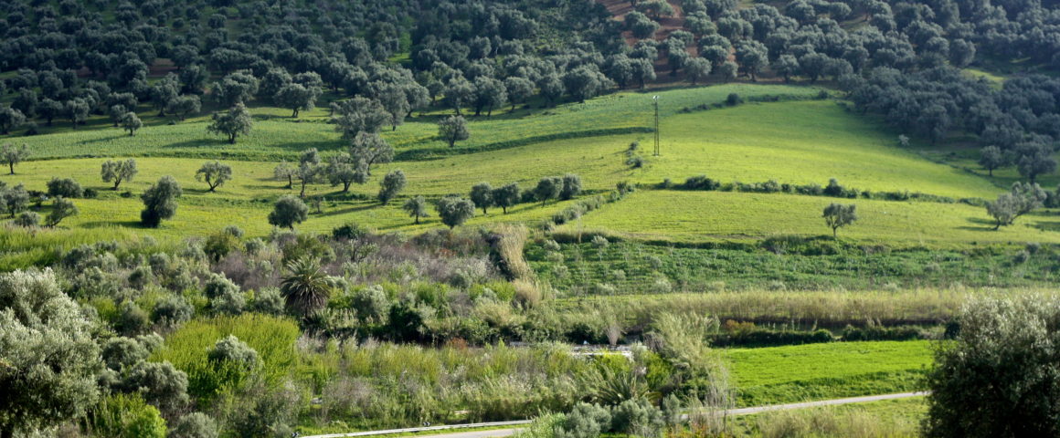 MOROCCAN AGRICULTURE AND RURAL DEVELOPMENT — High Atlas Foundation