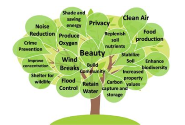 The Power of Trees for a Sustainable Future — High Atlas Foundation