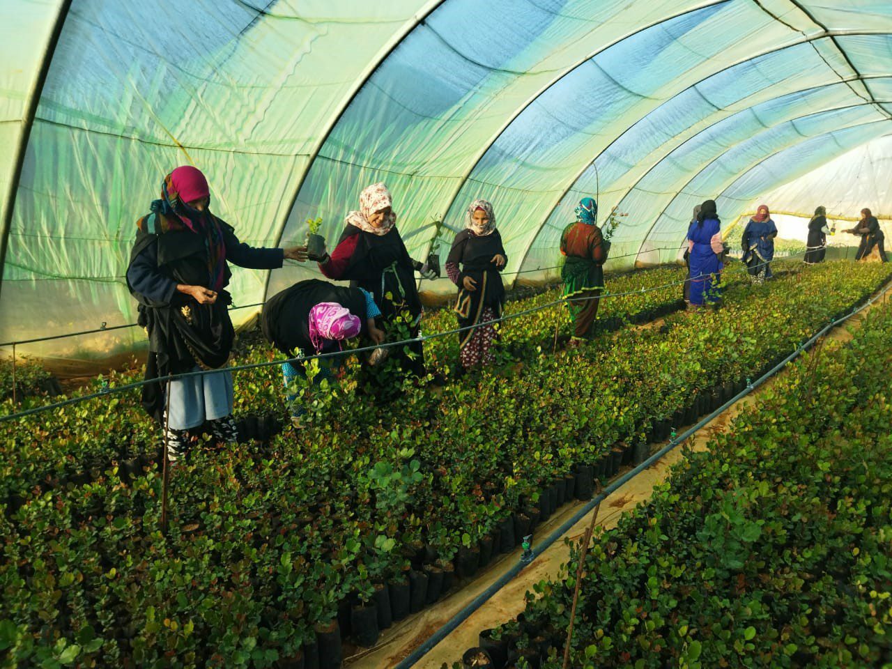 From Good Governance to Sustainable Agriculture: Advancing USAID’s ...