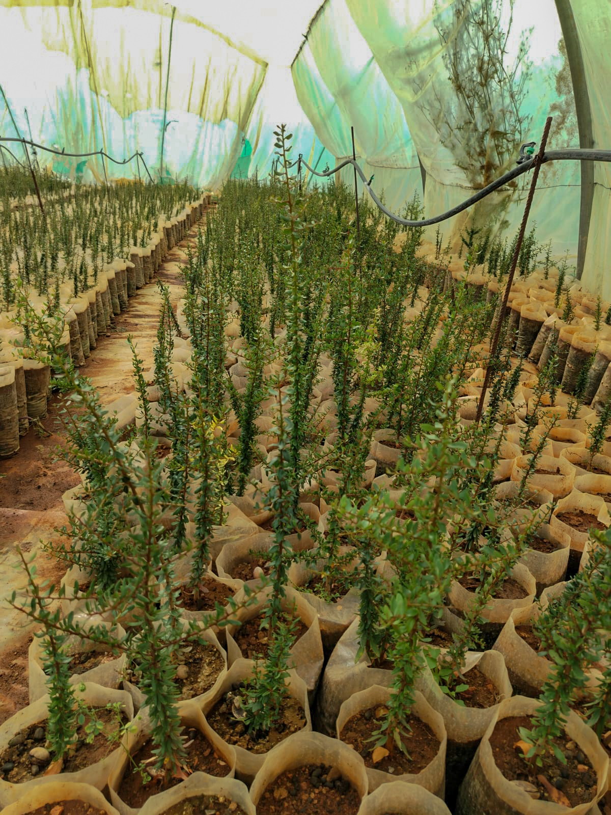 A Visit and Inspiration Over Argan Trees — High Atlas Foundation