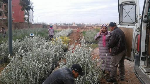 Benefits of Community Tree Planting and WorldTree — High Atlas Foundation
