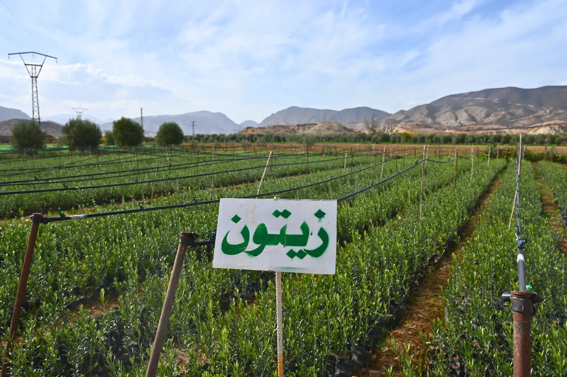 Celebrating World Olive Day: A Symbol of Peace, Prosperity, and ...