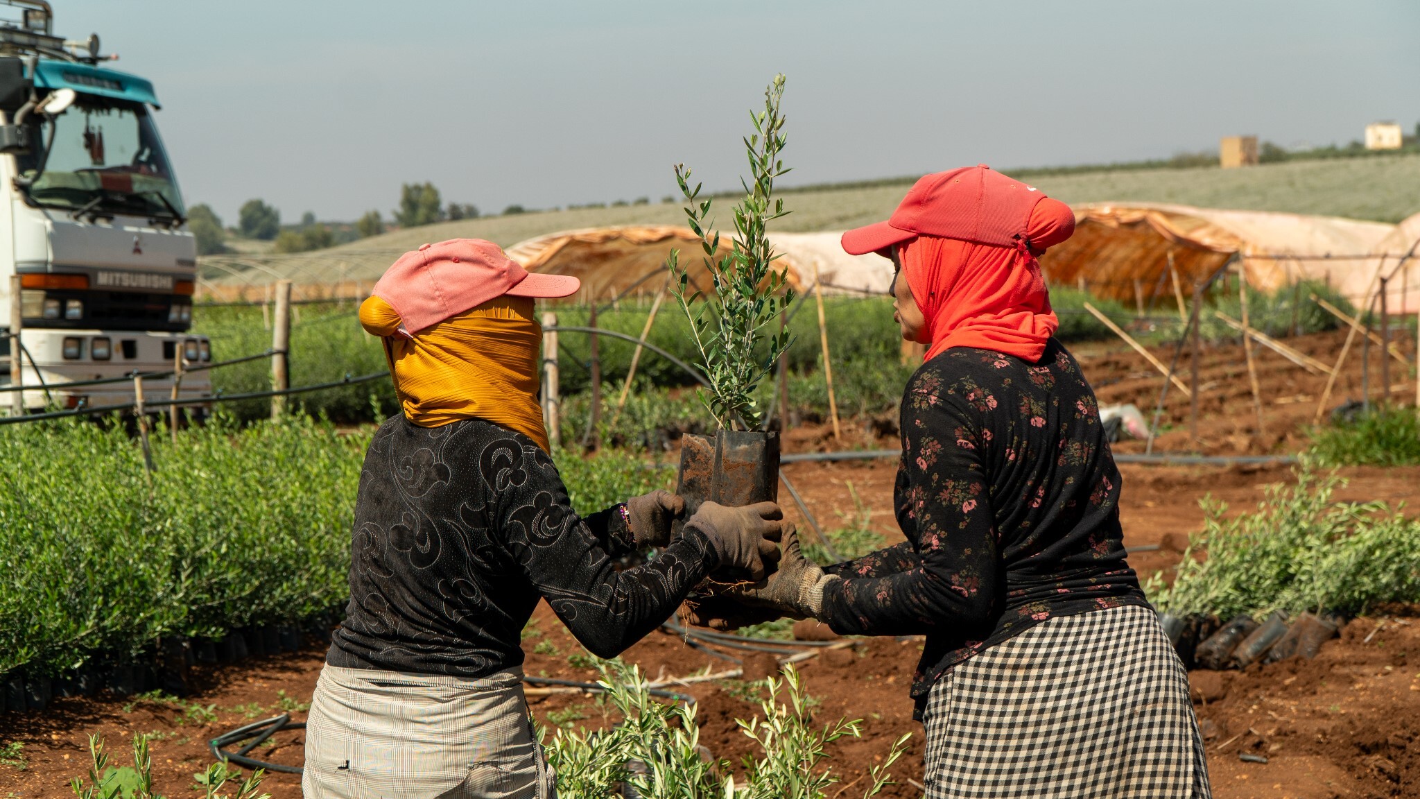 Beyond Carbon: How Holistic Tree Planting Fuels Sustainable Development ...